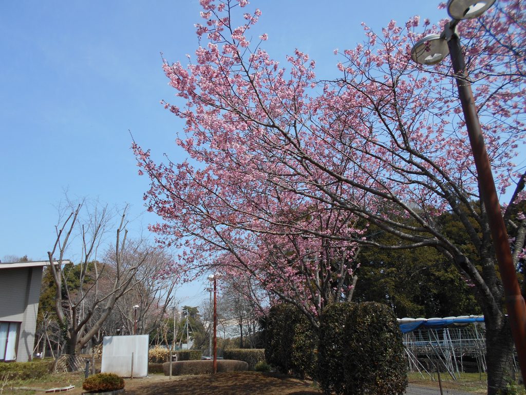 さくら咲いてます！！！ 介護老人保健施設 さくら茨城県・土浦市）